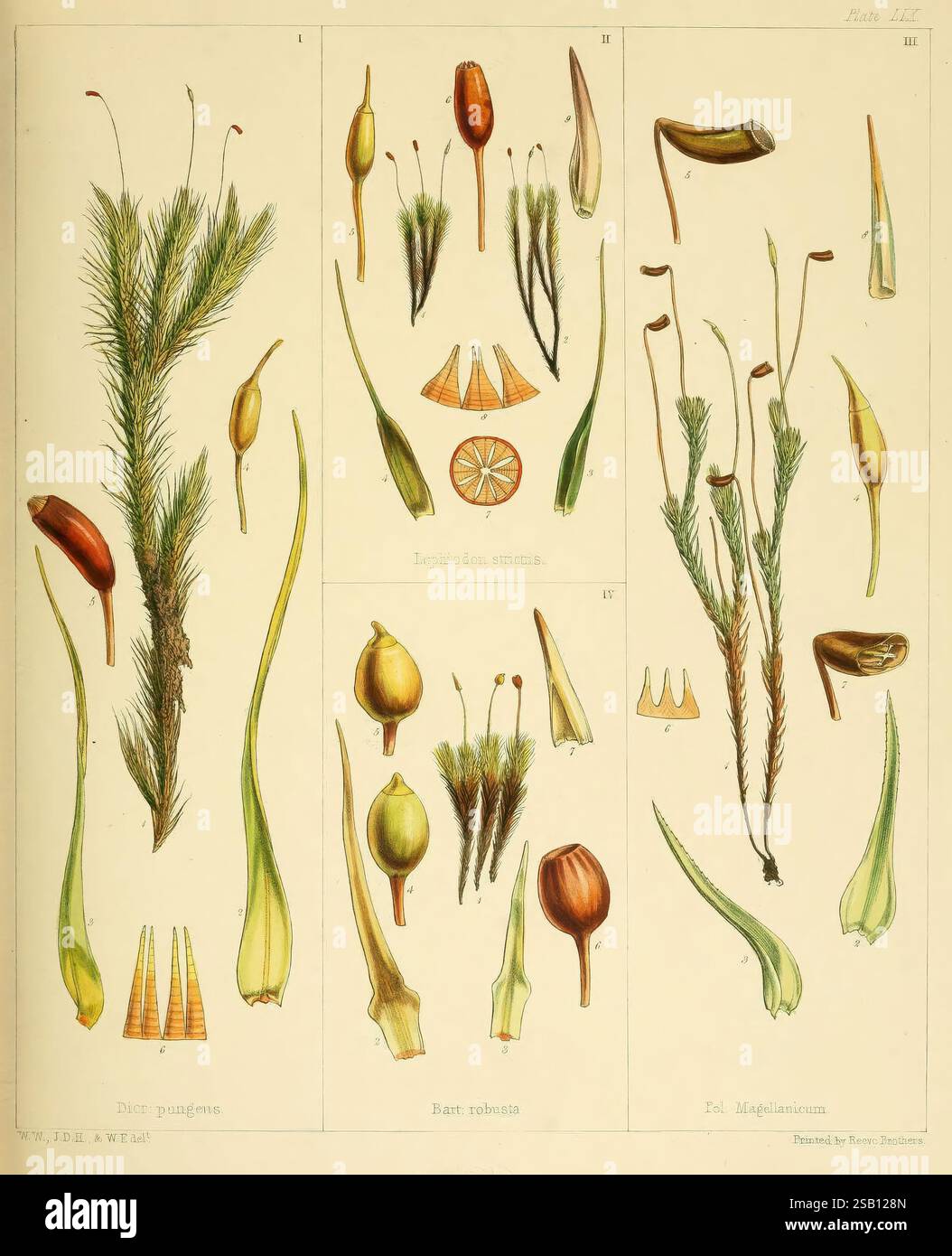 Polytrichum magellanicum hi-res stock photography and images - Alamy