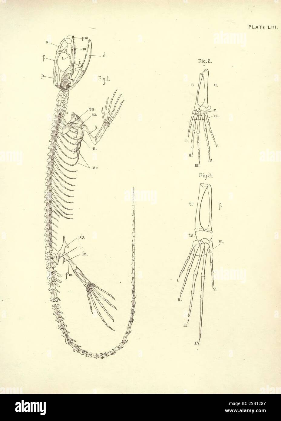 Illustrations of zoology: invertebrates & vertebrates, Edinburgh, Y.J ...
