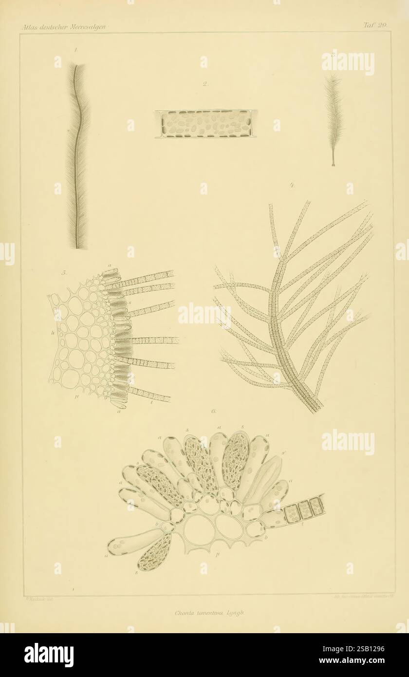 Segmented structure showcases hi-res stock photography and images - Alamy