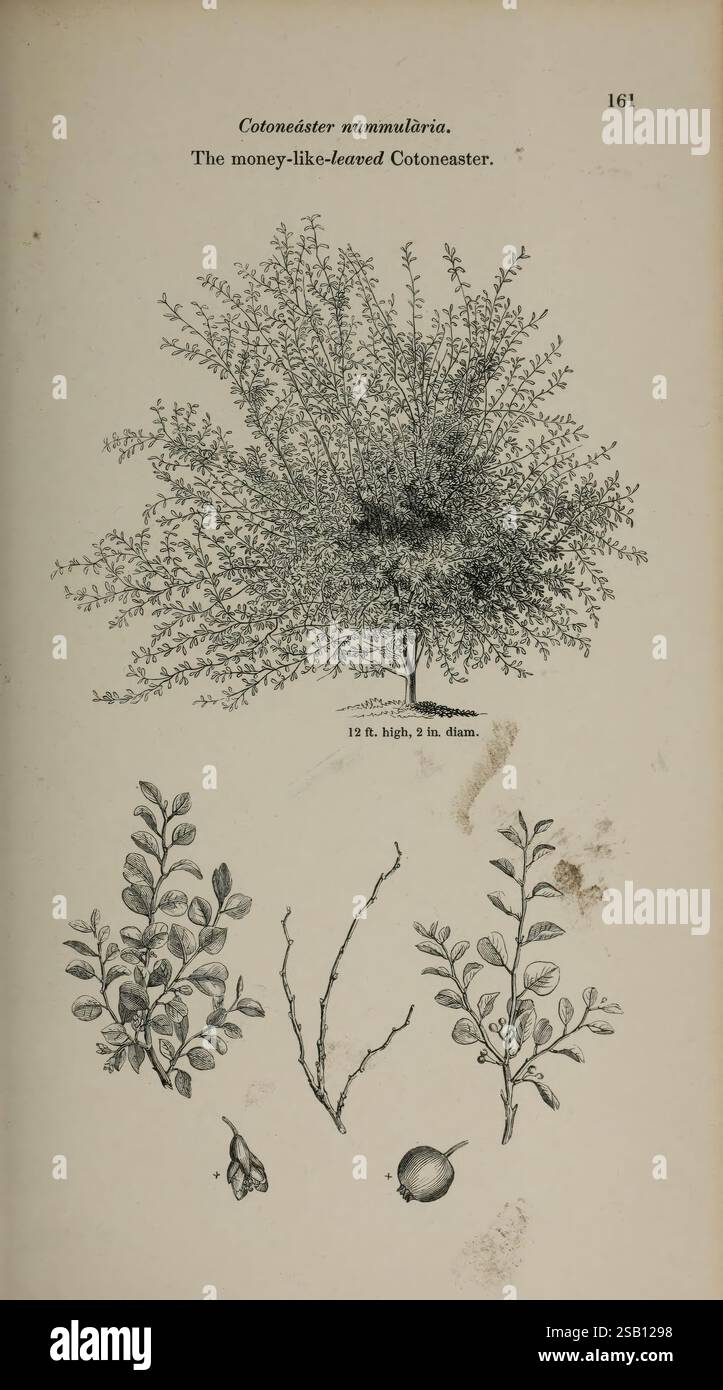 Mature shrub showcases hi-res stock photography and images - Alamy