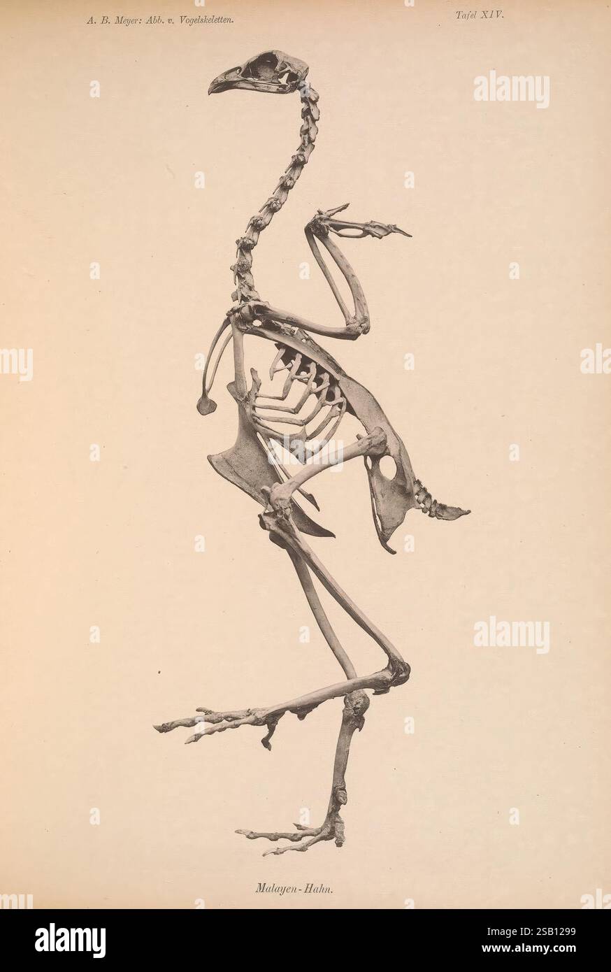 Avian anatomy serves hi-res stock photography and images - Alamy