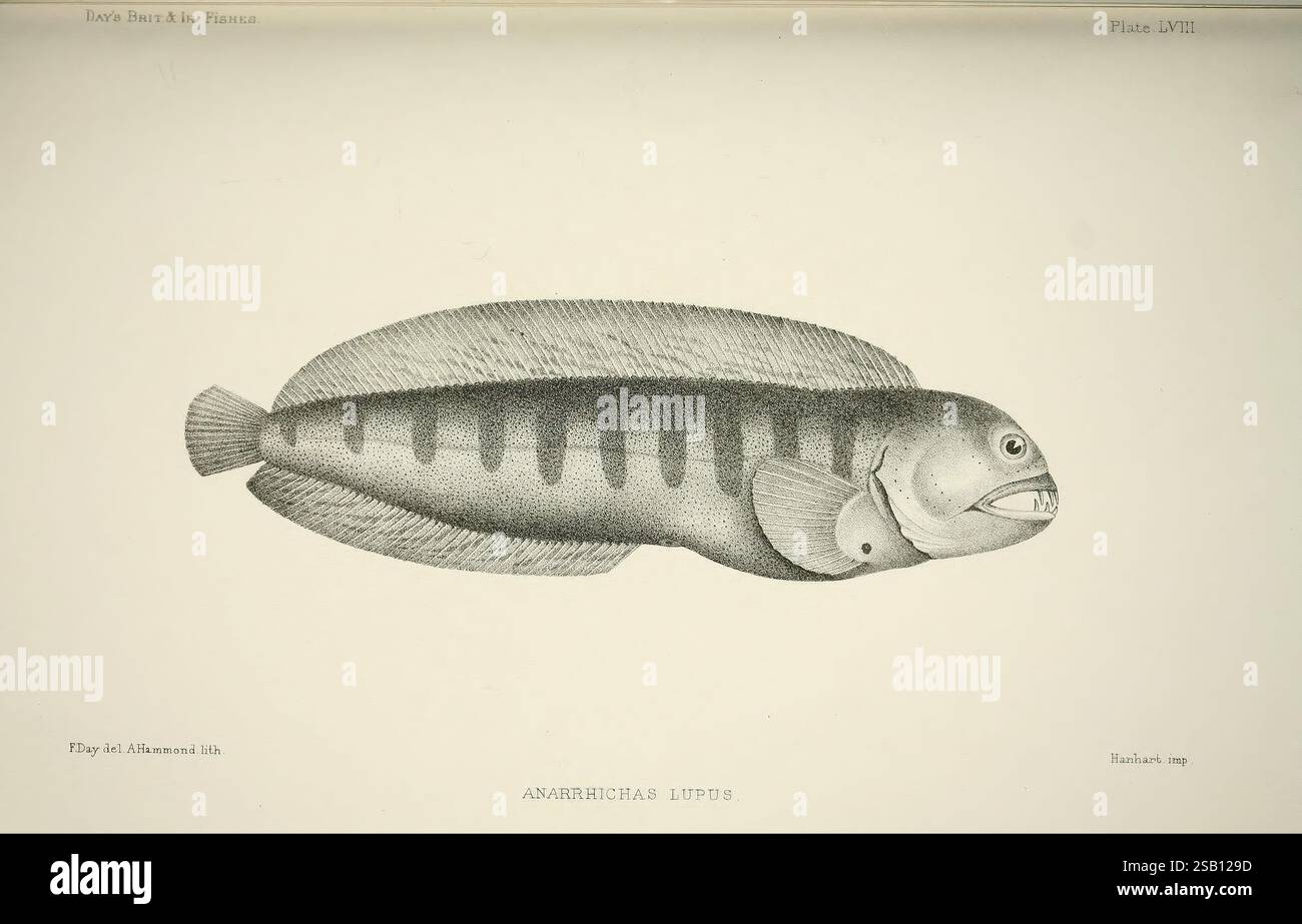 The fishes of Great Britain and Ireland Edinburgh Williams and Norgate ...