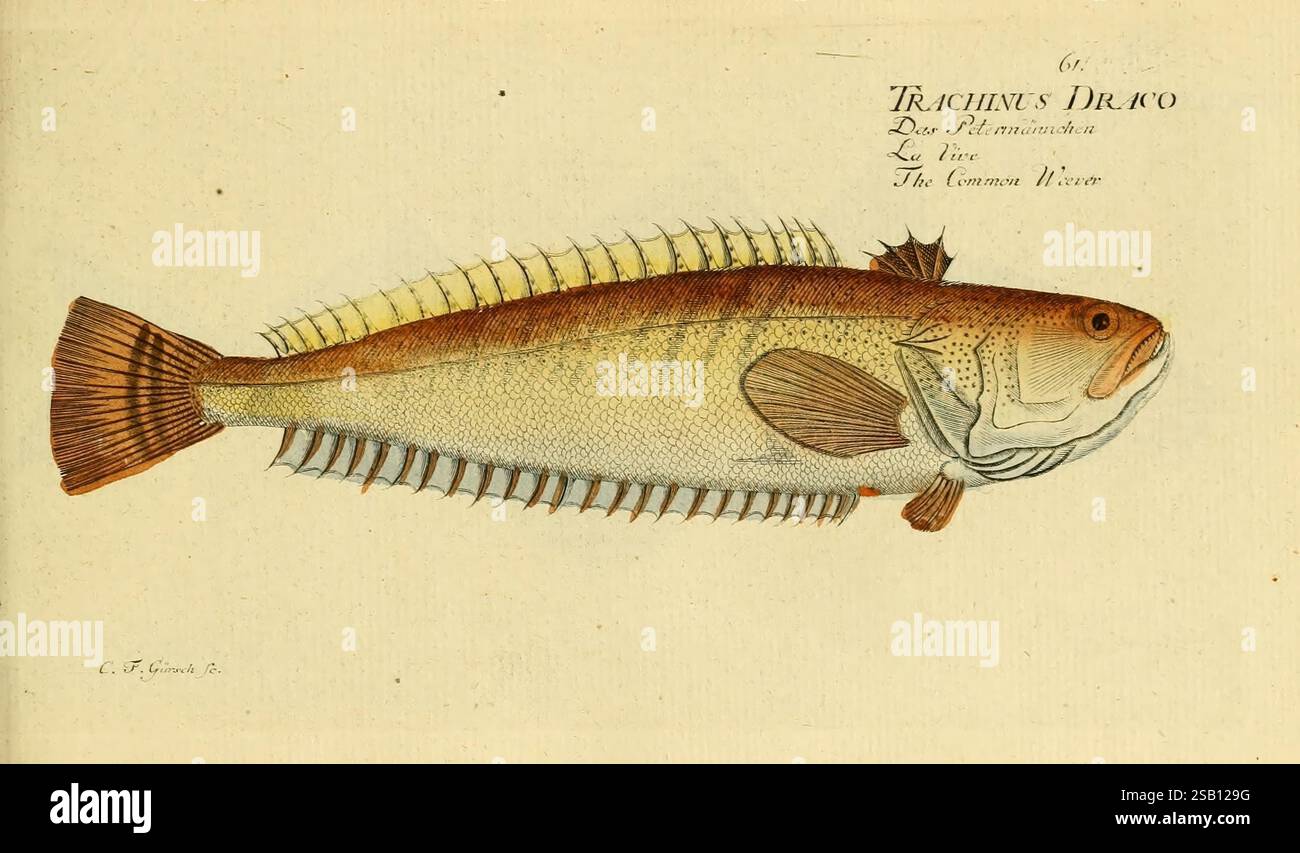 Prominent dorsal spines hi-res stock photography and images - Alamy