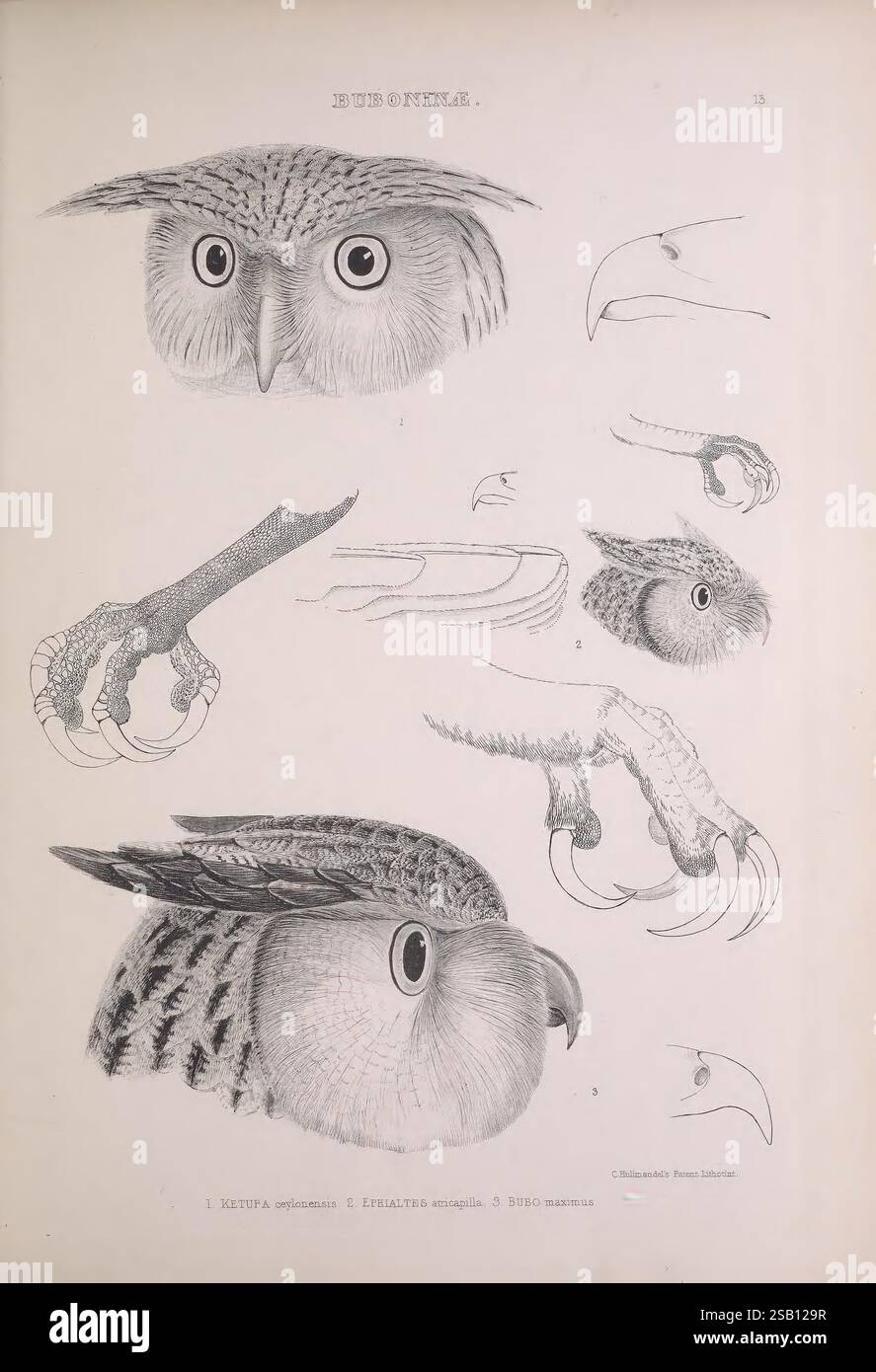 The genera of birds, 1849, birds, owl, behavior garner, classification ...