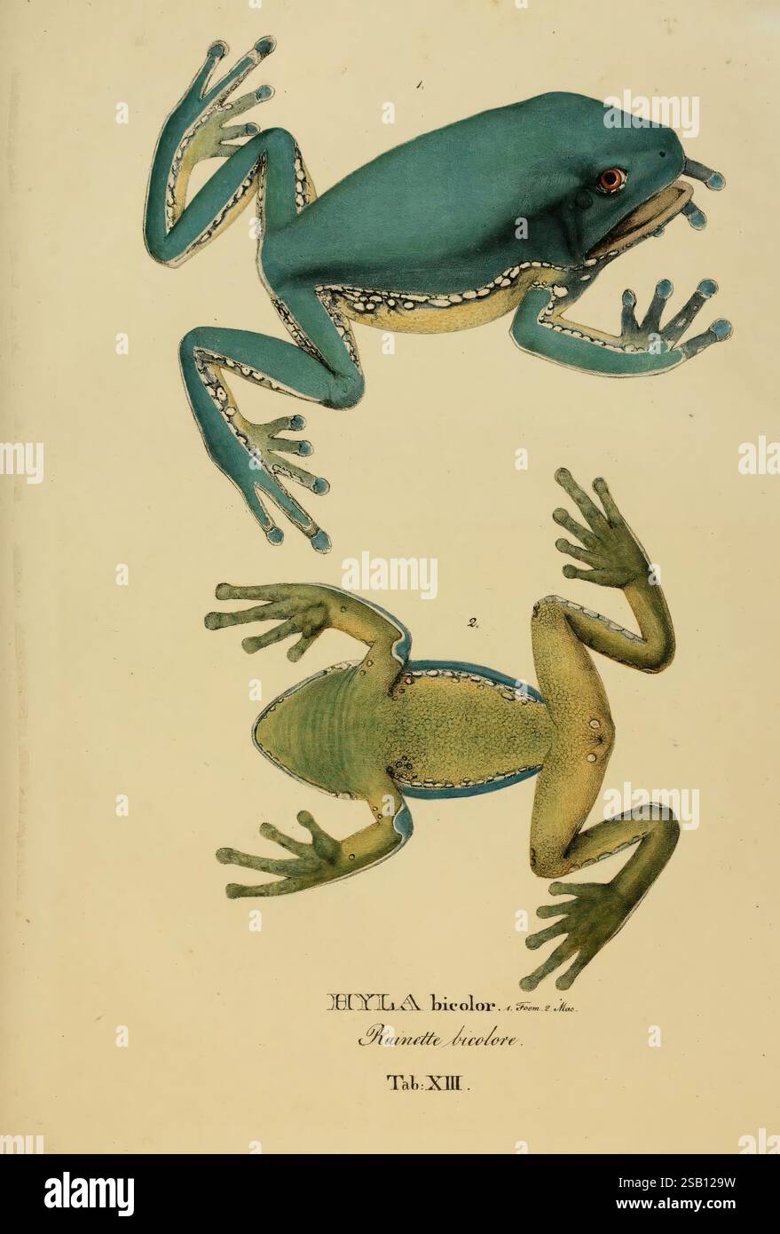 Showcasing webbed toes designed hi-res stock photography and images - Alamy