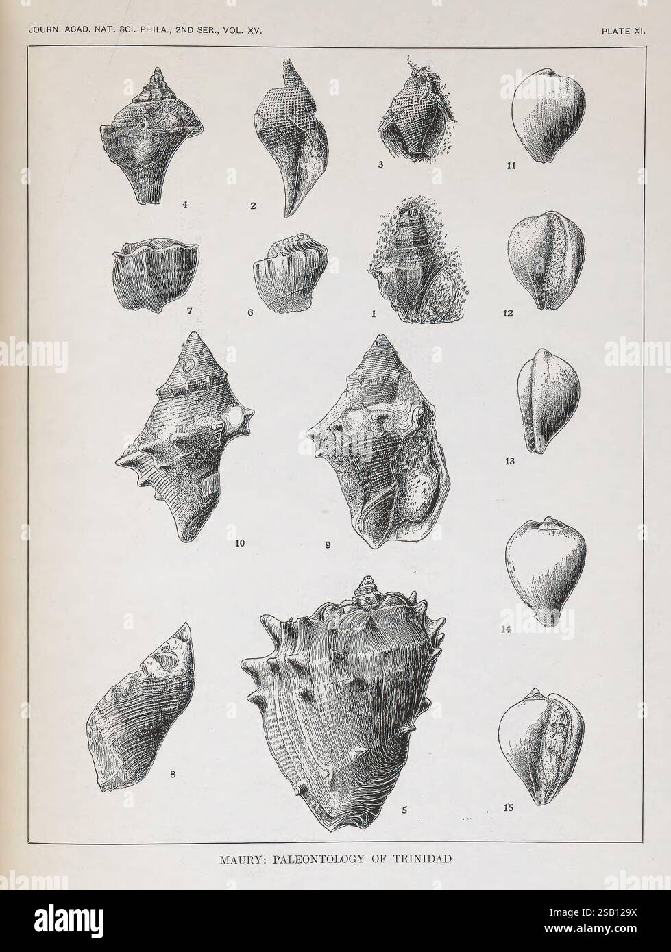 A contribution to the paleontology of Trinidad, Philadelphia, 1912 ...