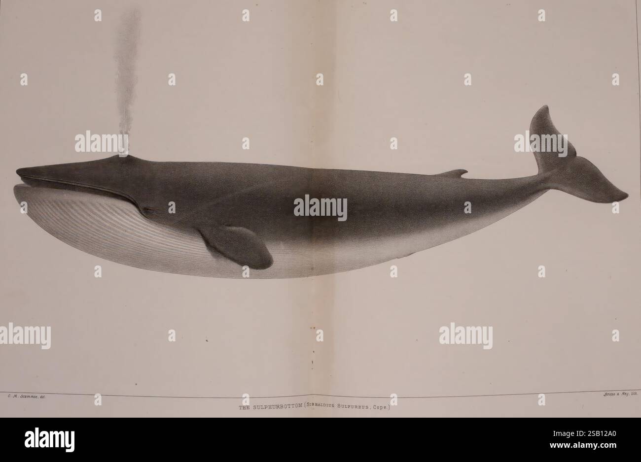 The marine mammals of the north-western coast of North America, New ...