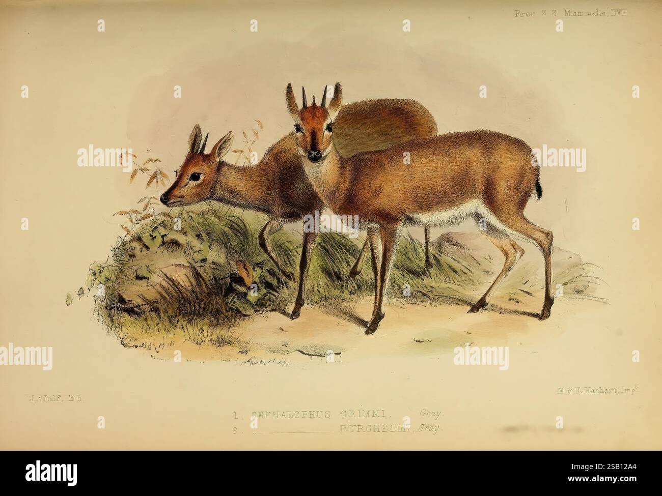 Antelope exhibits hi-res stock photography and images - Alamy