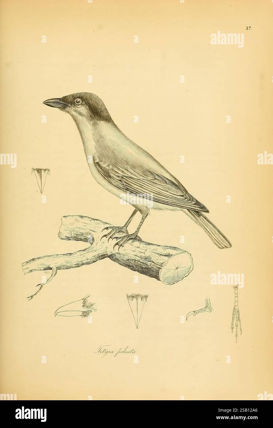 Illustrations of ornithology, Dublin, Longman, Rees, Orme, Brown ...