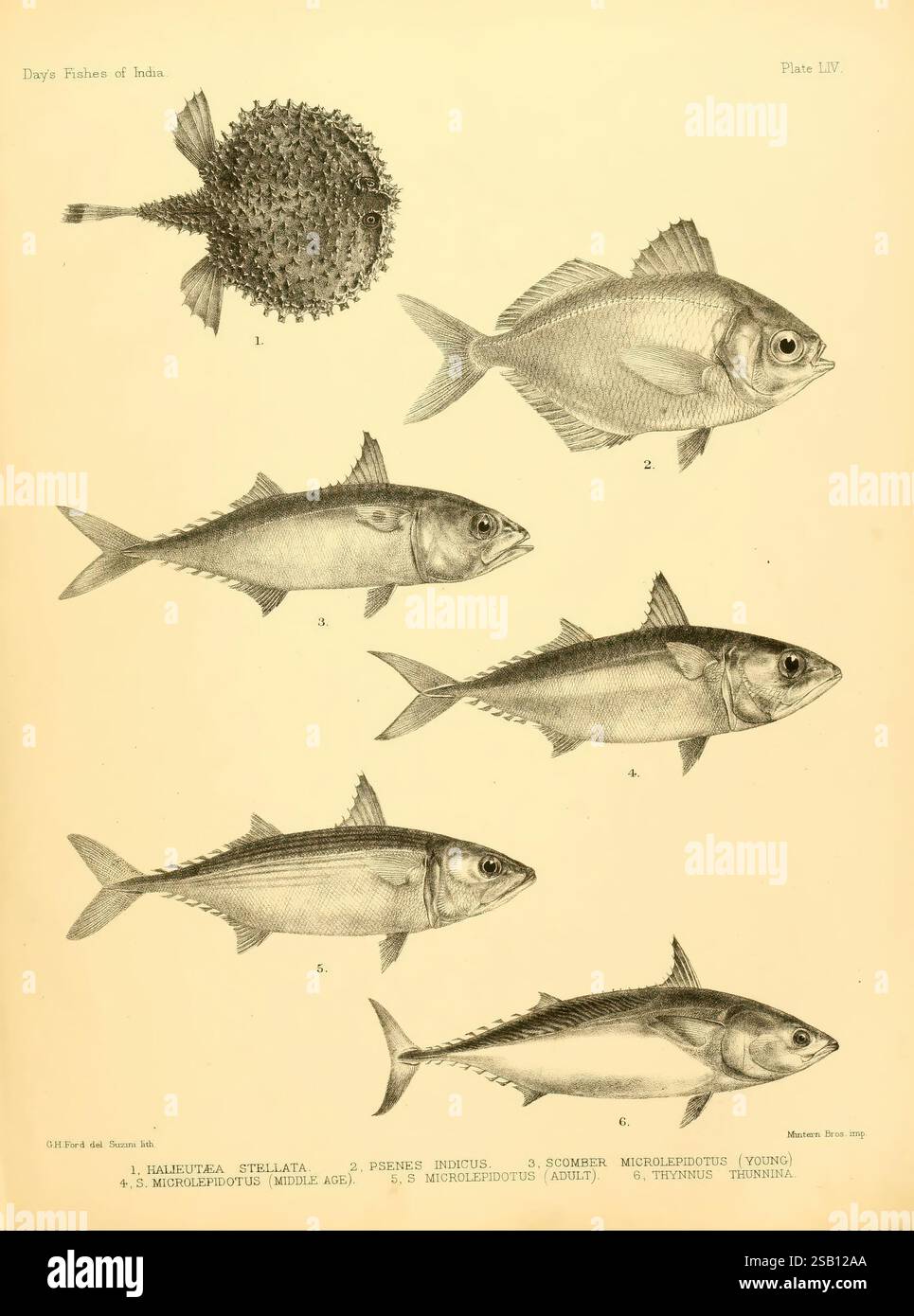 The fishes of India, [1875]-1878, India, Burma, Indian Ocean, Sri Lanka ...