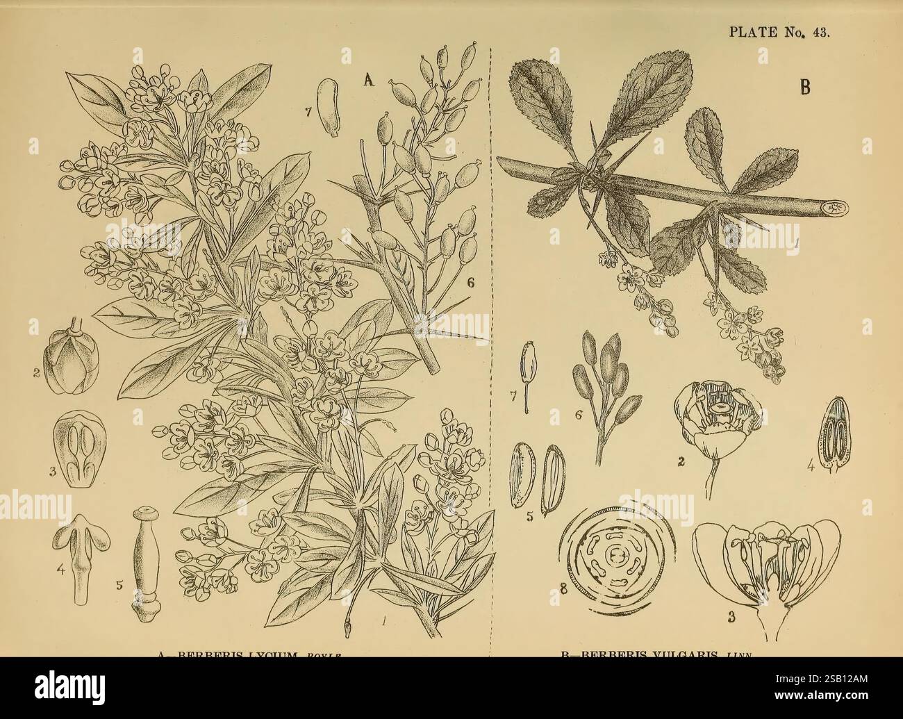 Indian medicinal plants Bahadurganj India Sudhindra Nath Basu Pâninî ...