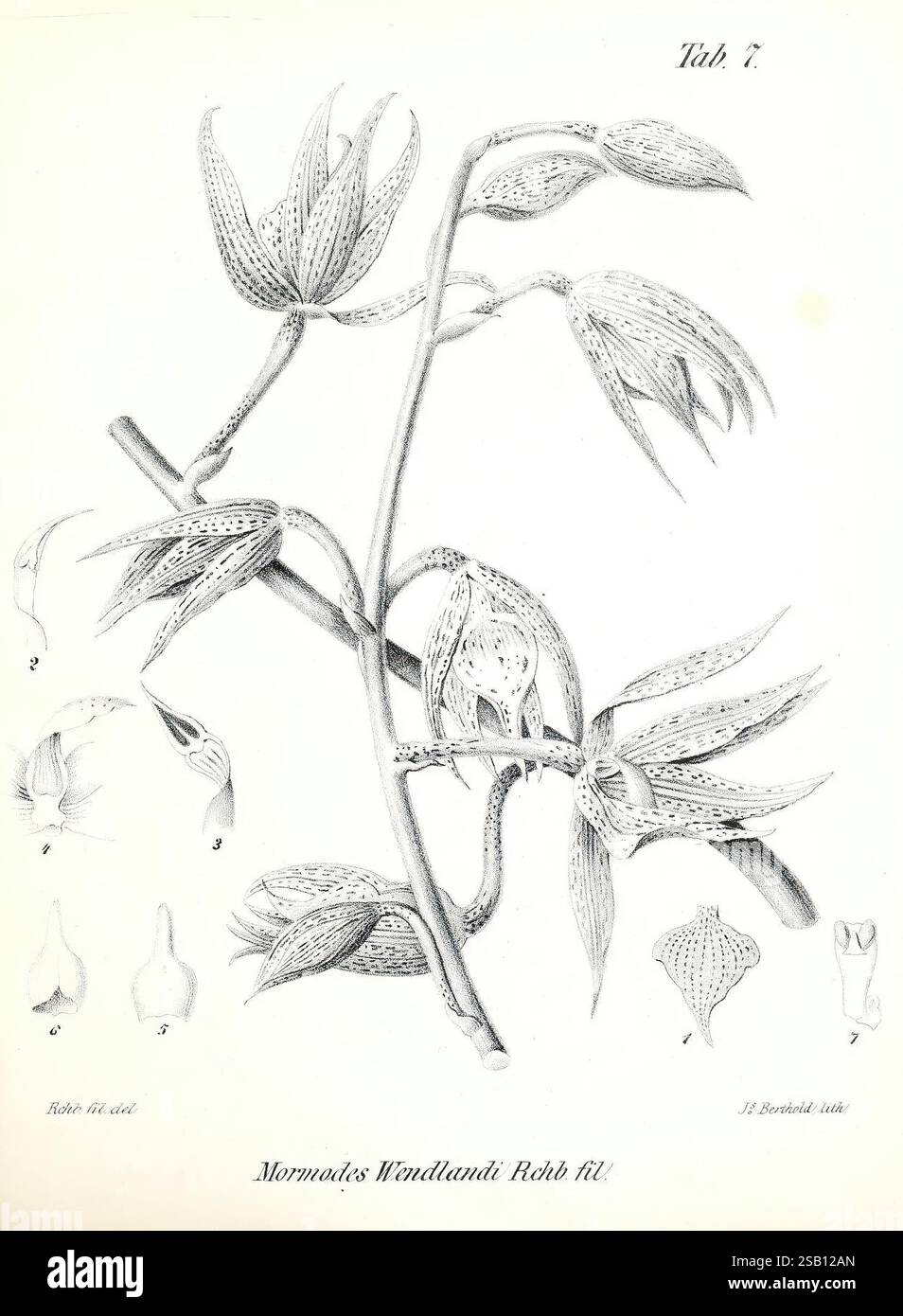 Mormodes wendlandii hi-res stock photography and images - Alamy