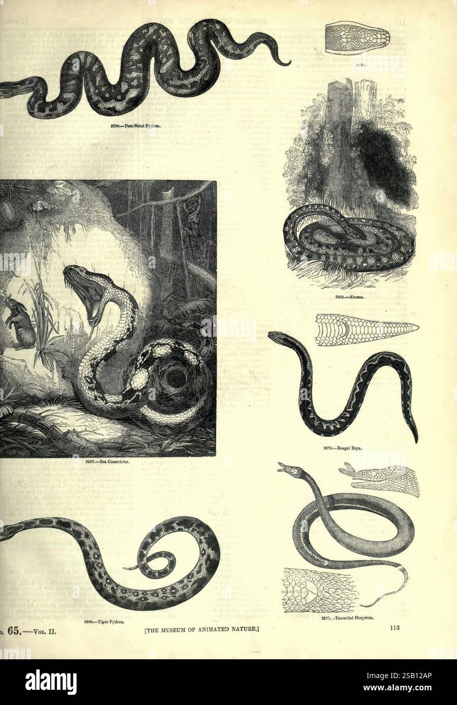 The, Pictorial, Museum, of, Animated, Nature, London, C, Cox, 1844 ...