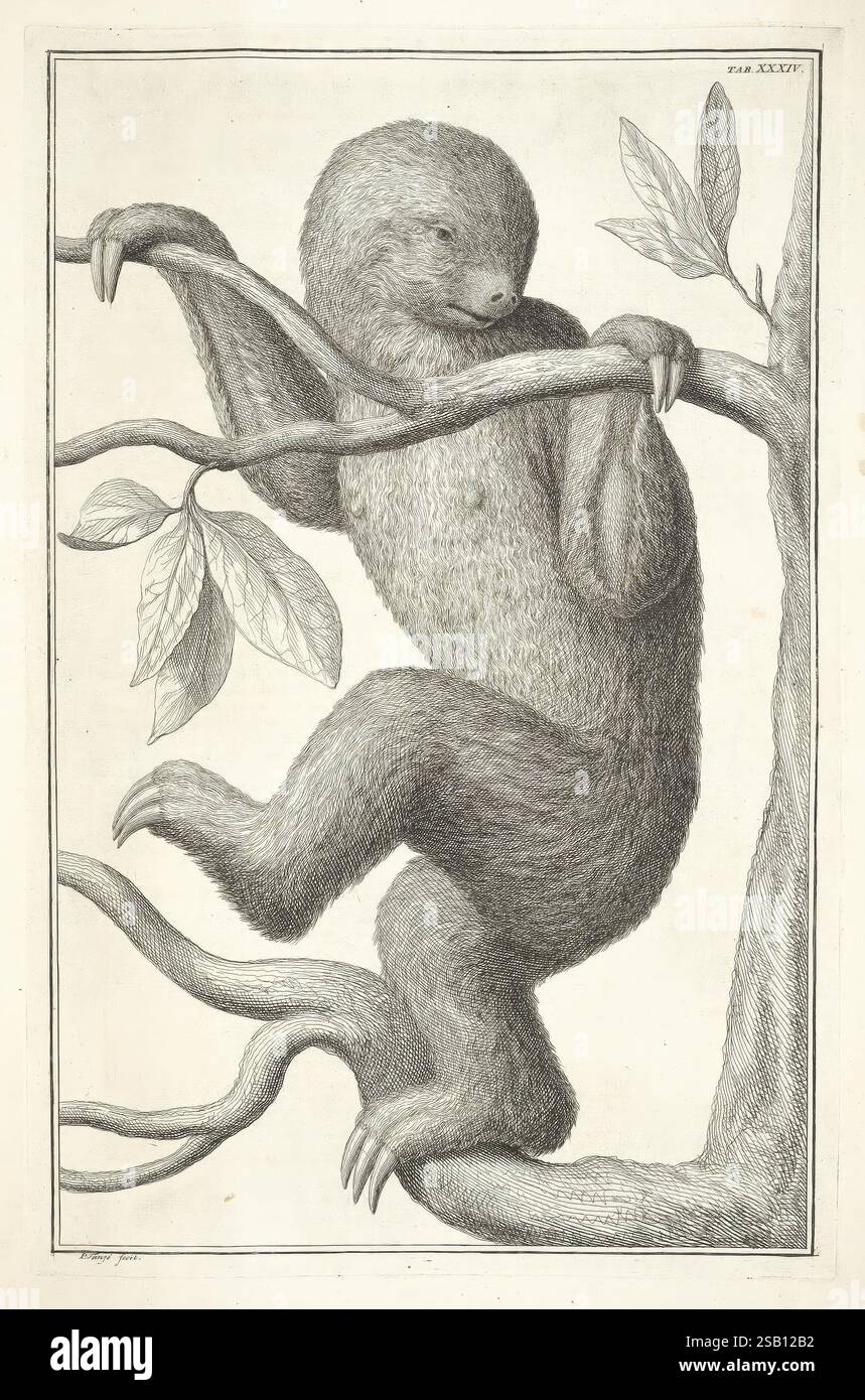 Sloths face reveals hi-res stock photography and images - Alamy