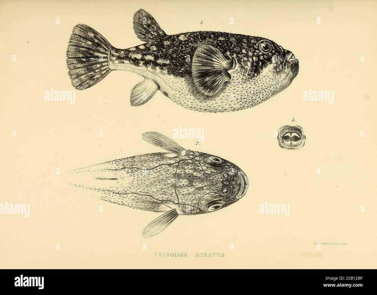 The Zoology of the voyage of H.M.S. Samarang under the command of ...