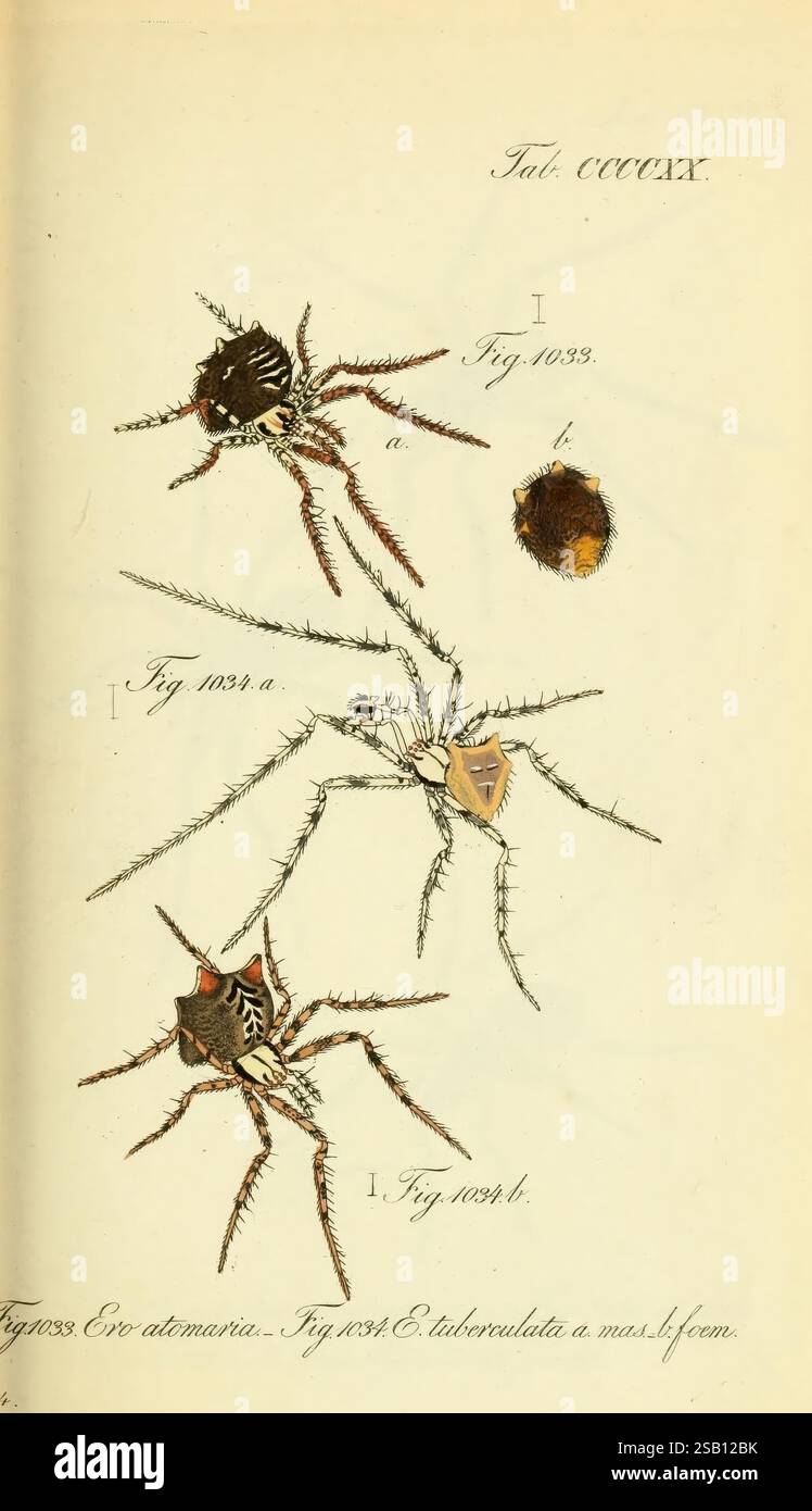 Noticeable leg spines hi-res stock photography and images - Alamy