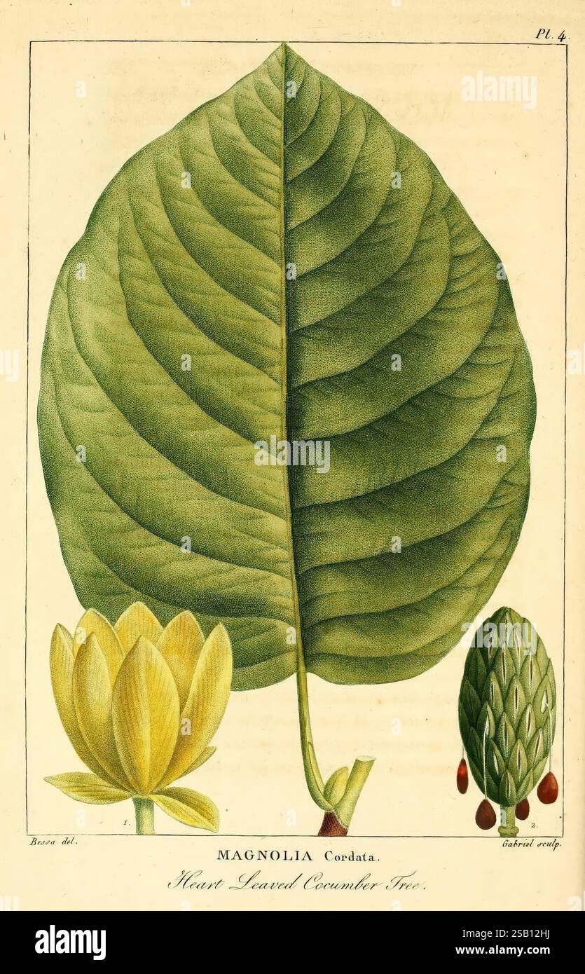 Heart shaped leaf labeled hi-res stock photography and images - Alamy