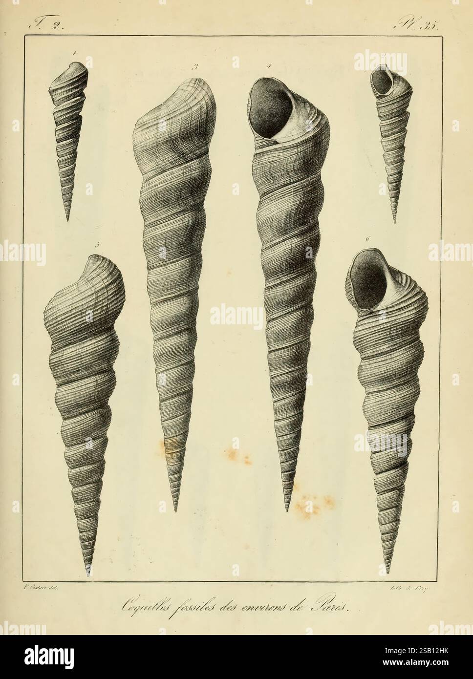 Series of intricately detailed spiral shells hi-res stock photography ...