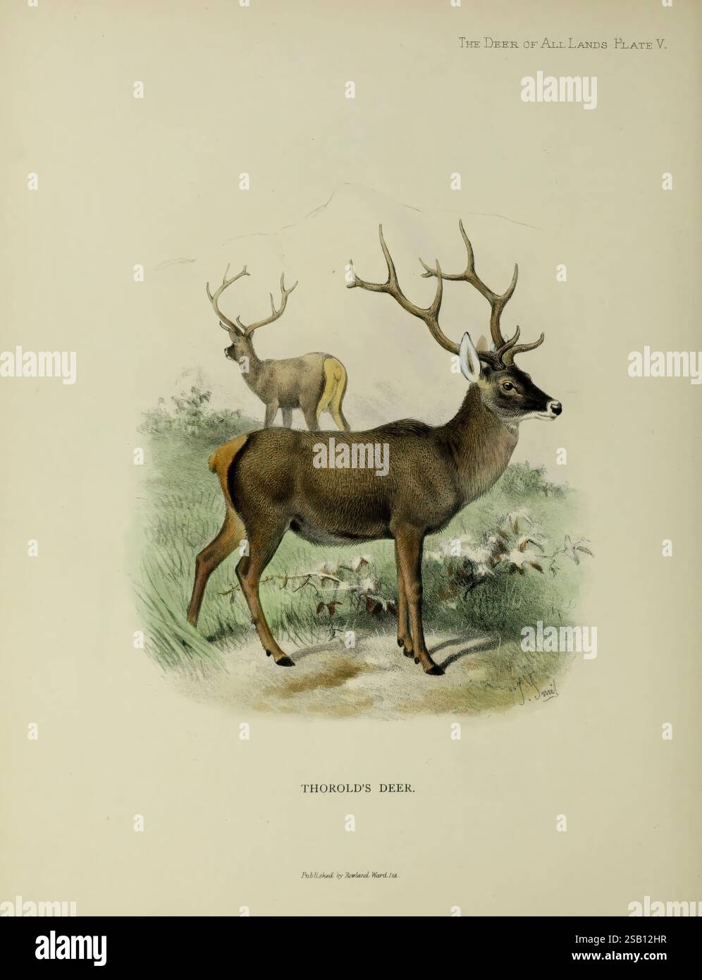 Detailed illustration showcases thorolds deer hi-res stock photography ...