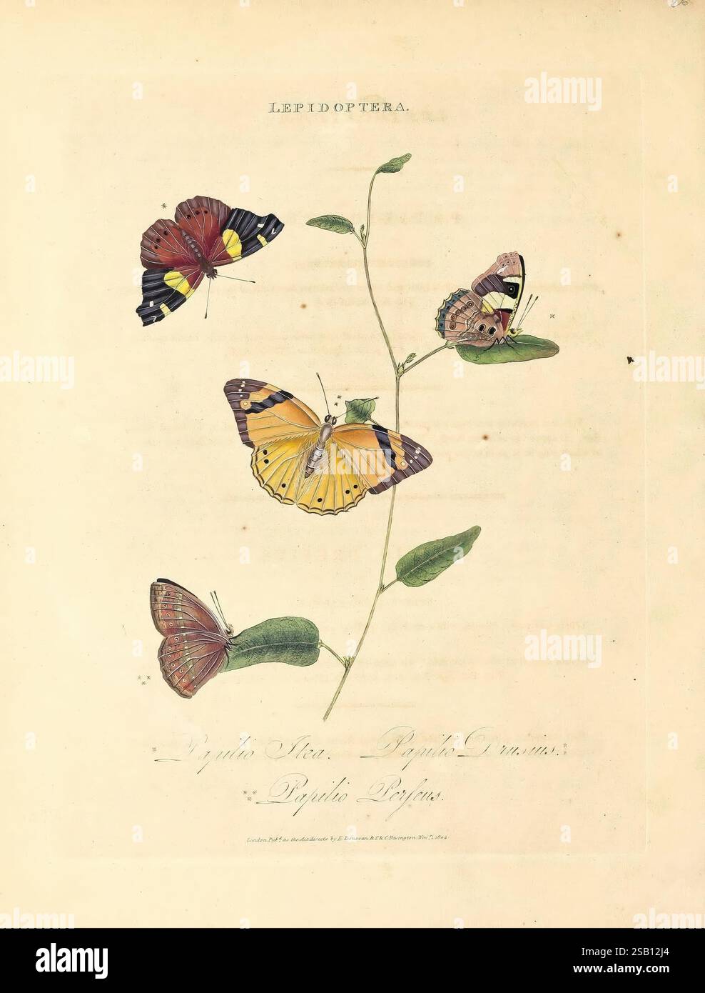 An epitome of the natural history of the insects of New Holland, New ...