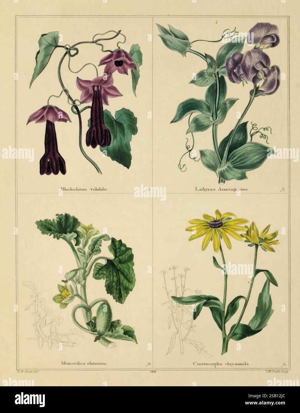 Rhodostemon volubile displays hi-res stock photography and images - Alamy