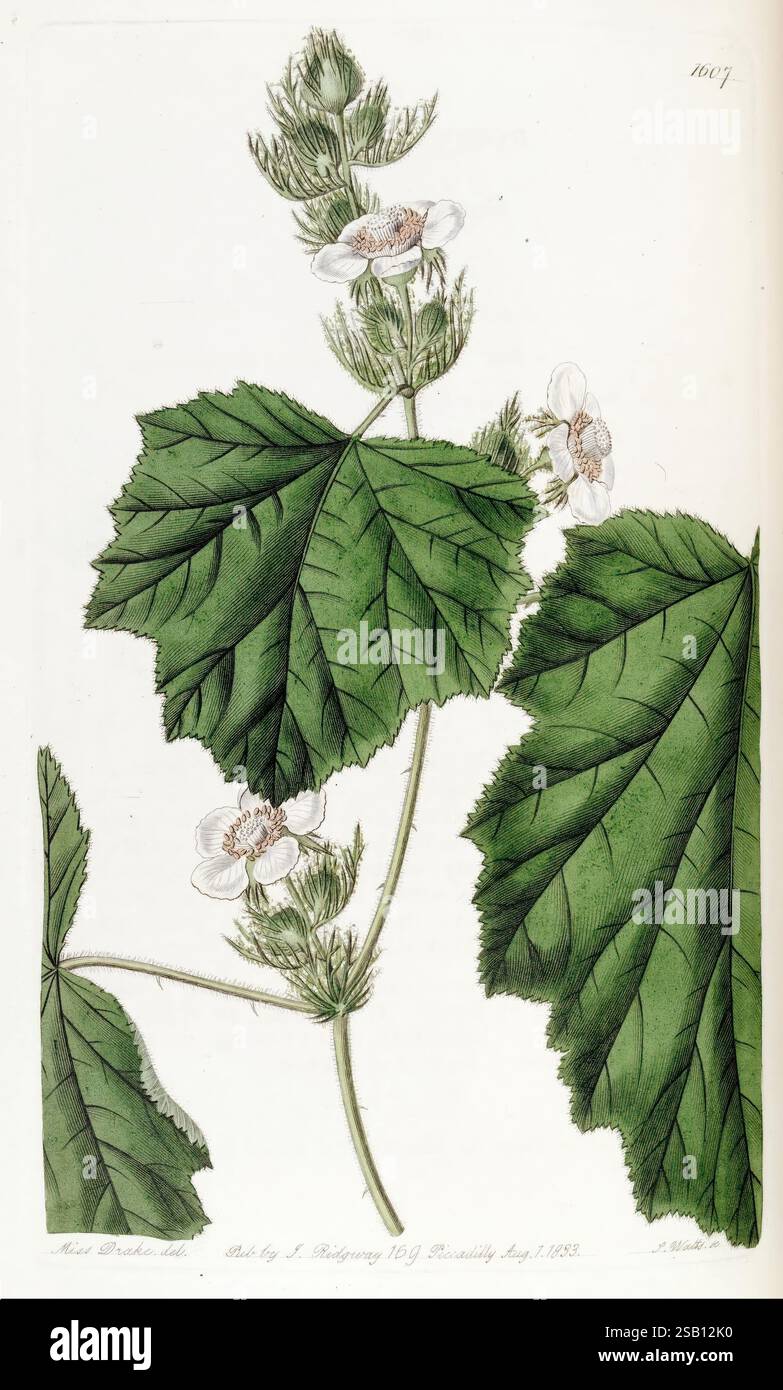 Plant introduction plants ornamental 91 sarah ann drake 2 women hi-res ...