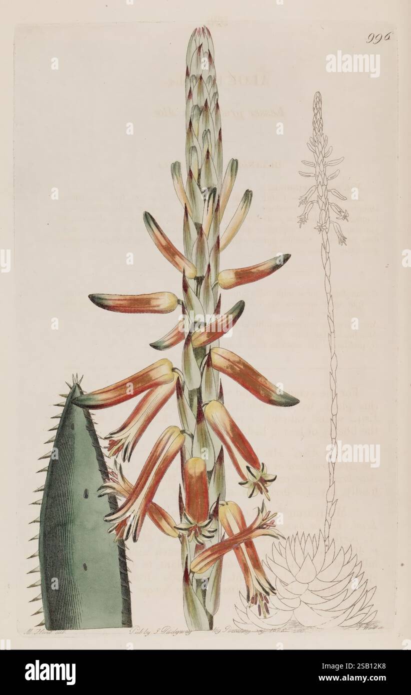 The Botanical Register, London, Printed for James Ridgway, 1815-1828 ...