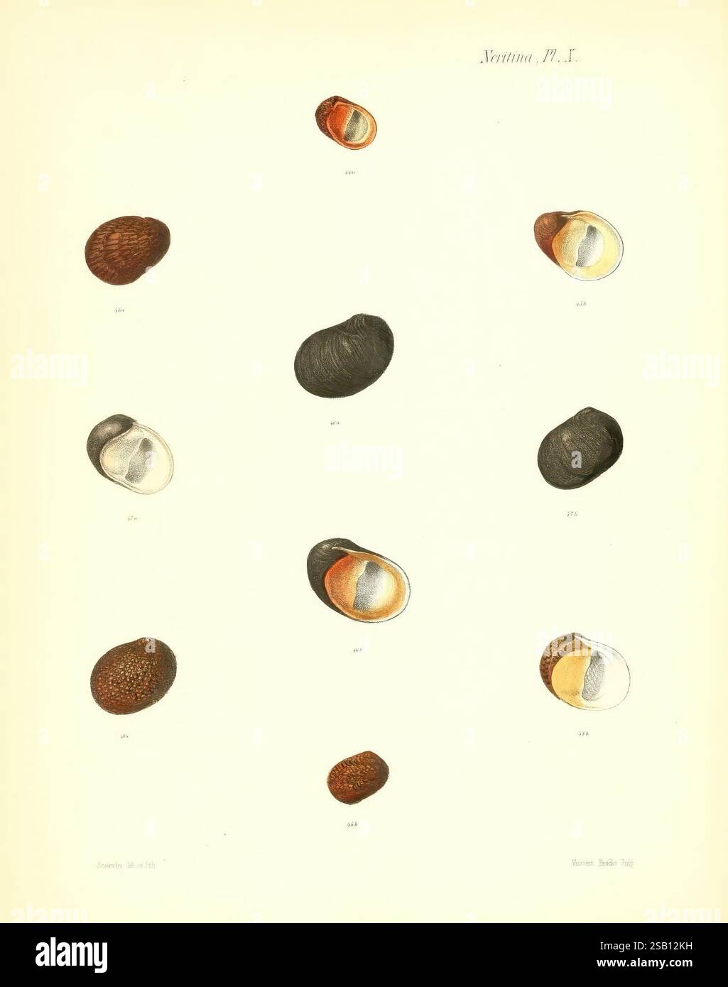 Conchologia Iconica, or Illustrations of the Shells of Molluscous ...