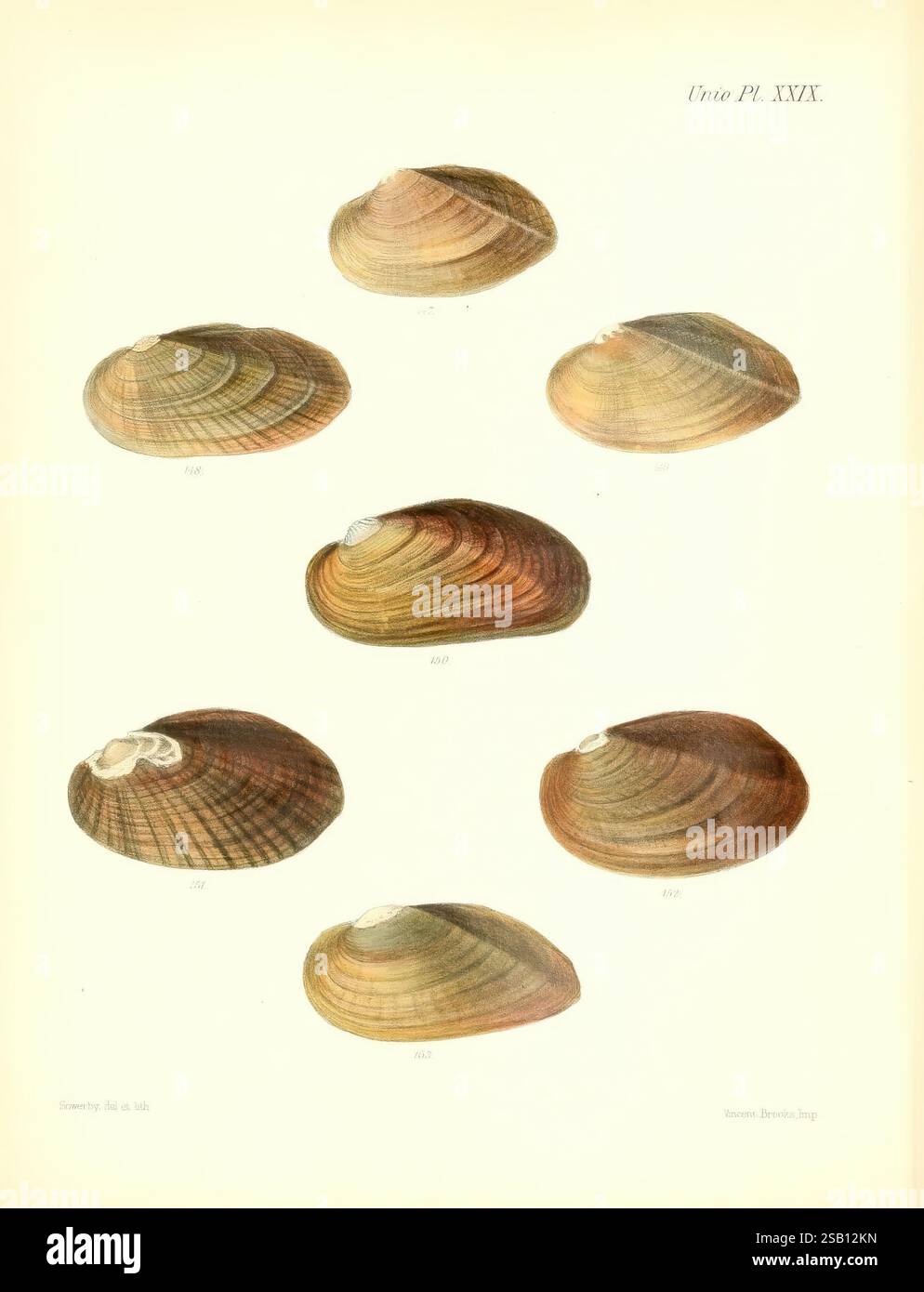 Clam displays hi-res stock photography and images - Alamy