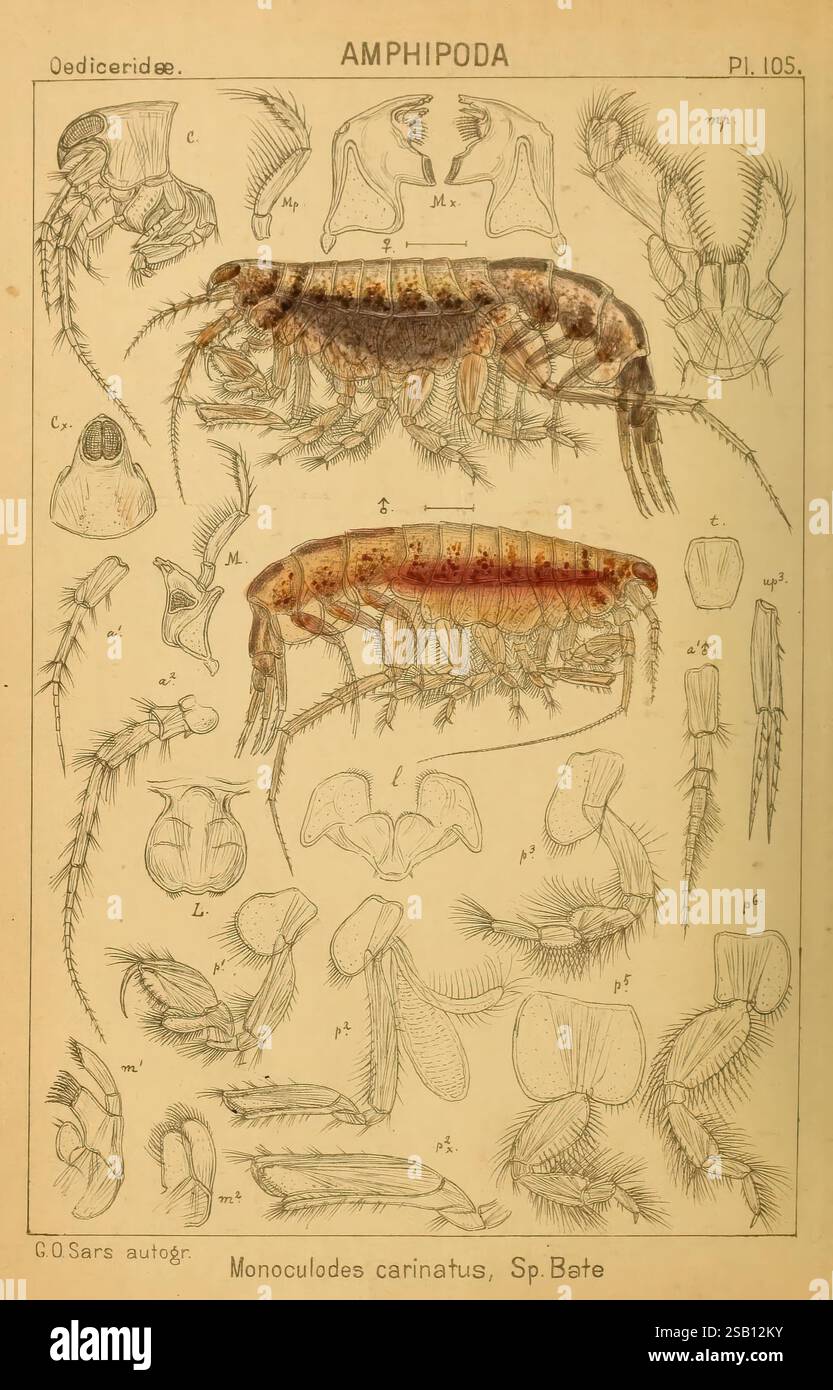 Detailed depictions of appendages hi-res stock photography and images ...