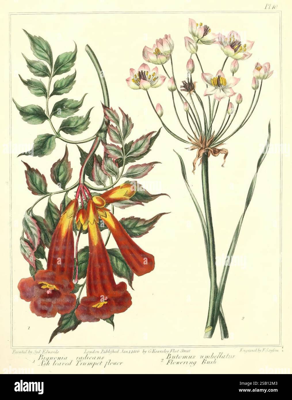 The new botanic garden London, J. Stockdale, 1812, Great Britain ...