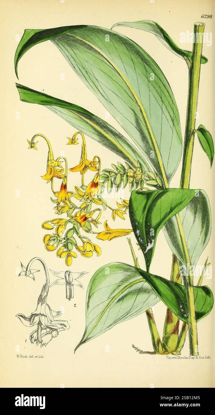 Alternate flower variation hi-res stock photography and images - Alamy