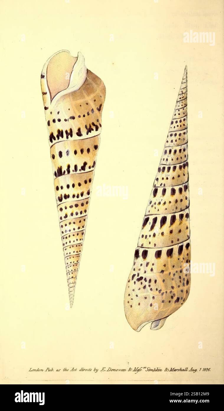 Dark spiral markings hi-res stock photography and images - Alamy