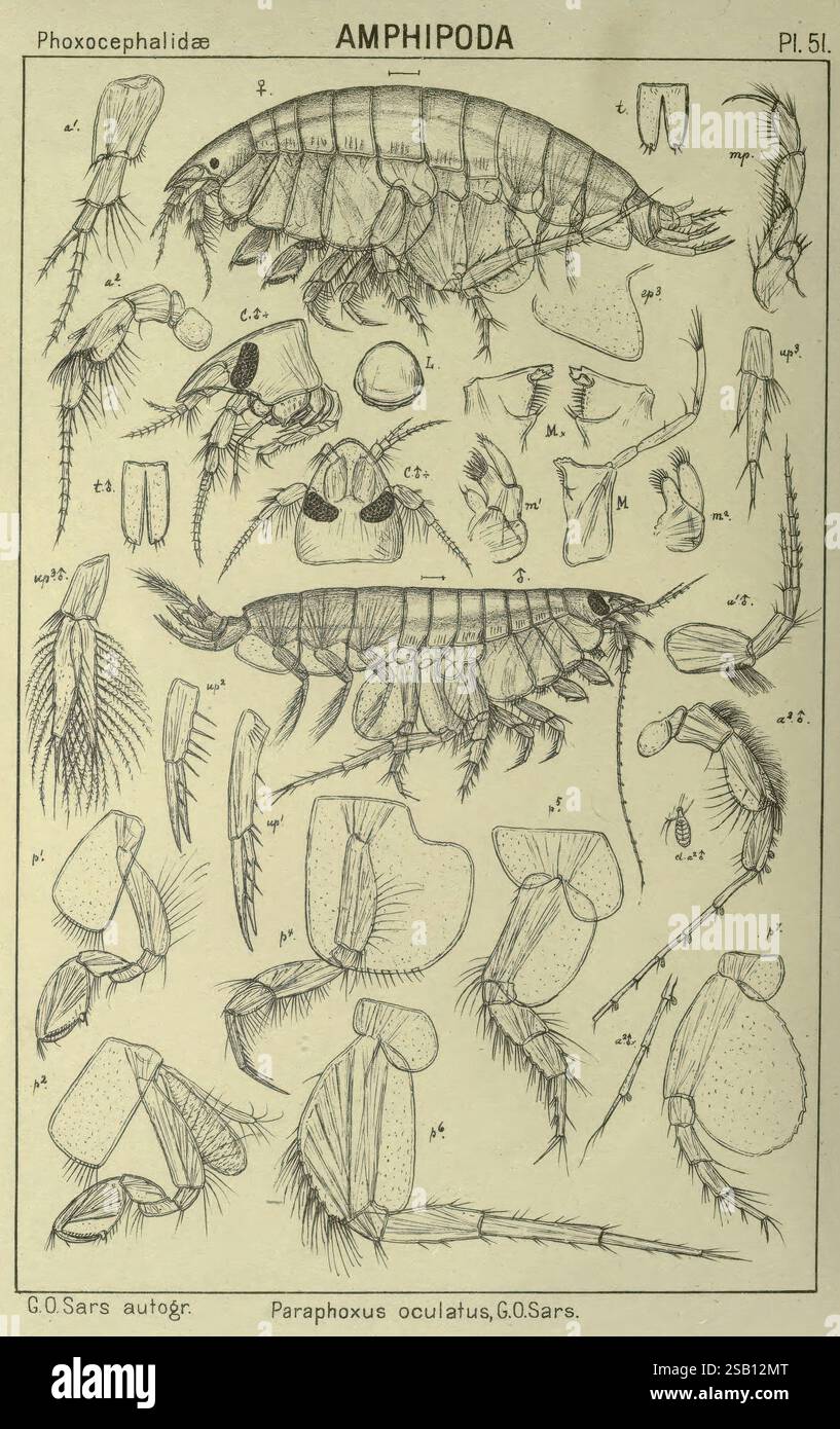 An account of the Crustacea of Norway. v.1 Amphipoda (plates ...