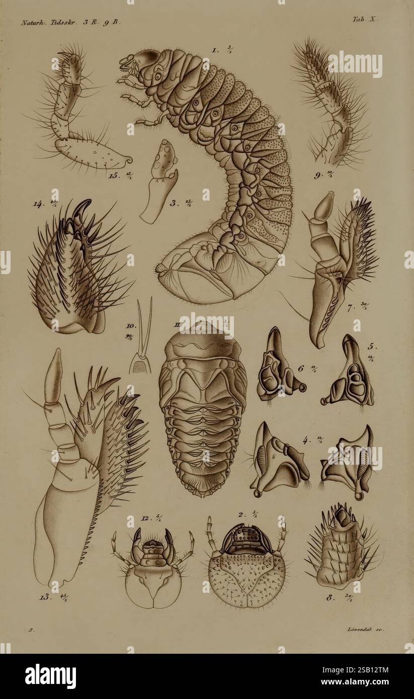 Diverse larval forms hi-res stock photography and images - Alamy