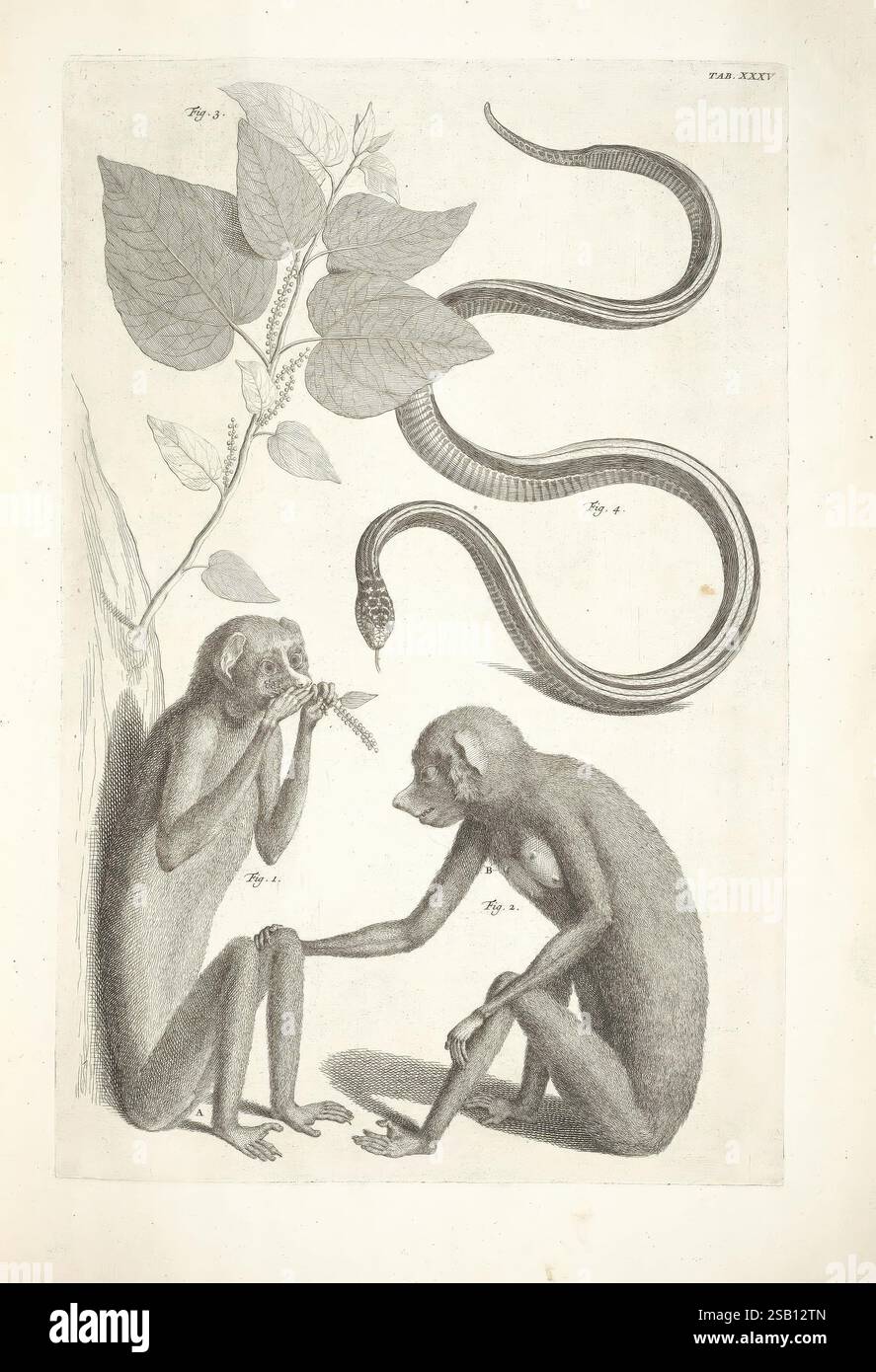 Serpent gracefully curves hi-res stock photography and images - Alamy