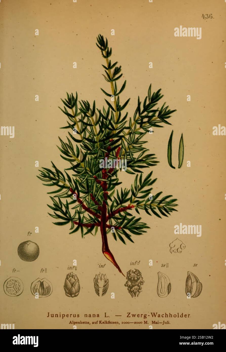 Atlas der Alpenflora Wien Eigenthum und Verlag des Deutschen und ...