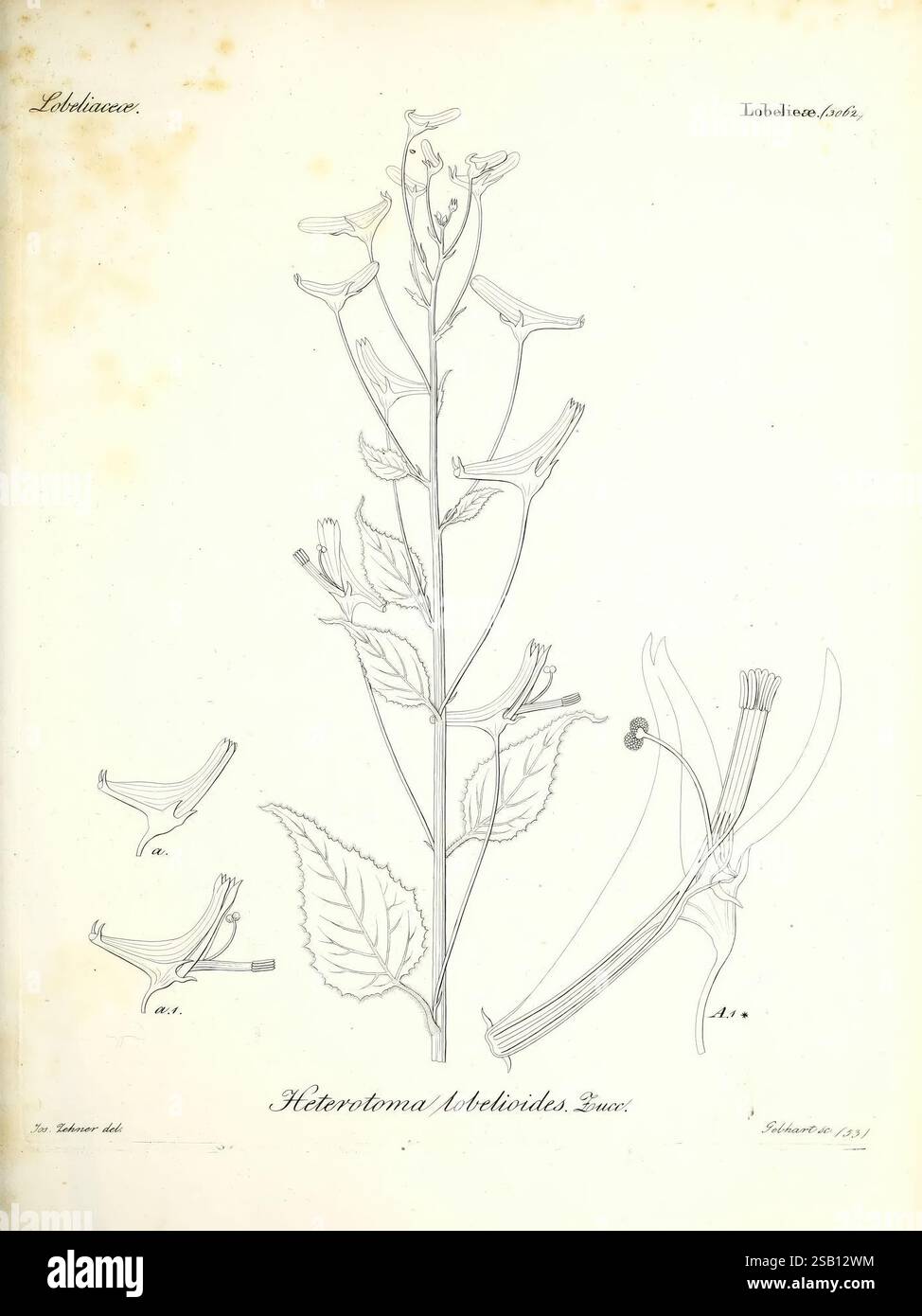Plant species heterotoma latifolius hi-res stock photography and images ...