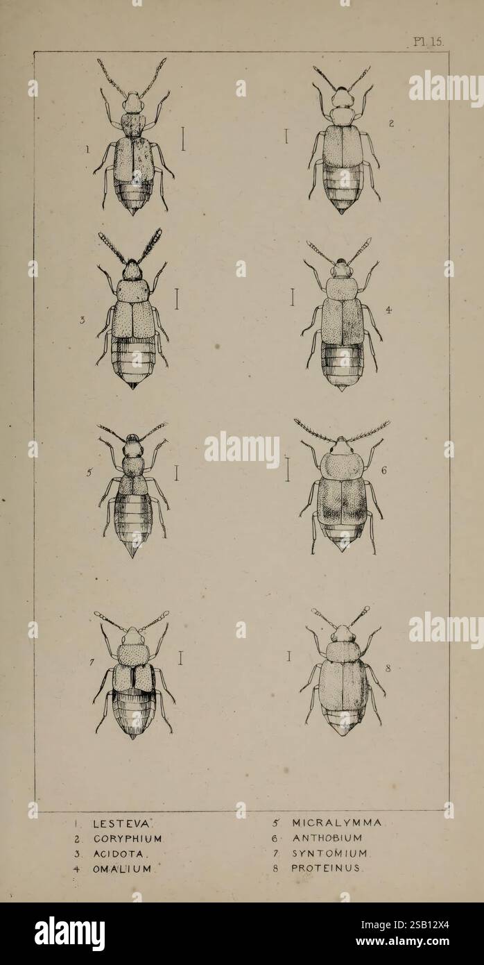 The British Coleoptera delineated, London, W. Crofts, 1840, beetles ...