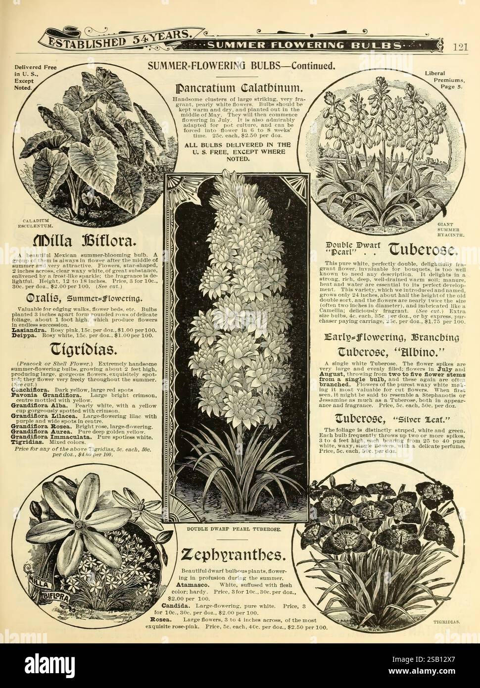 Various summer flowering bulbs hi-res stock photography and images - Alamy