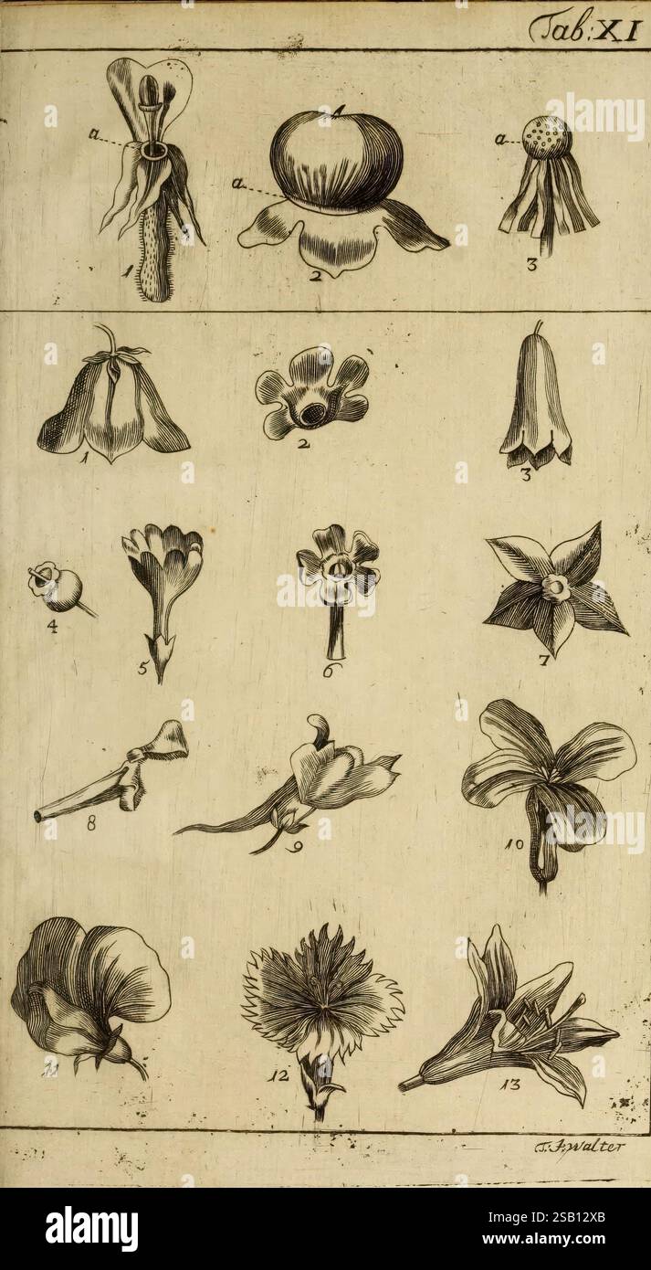 Include delicate clusters hi-res stock photography and images - Alamy