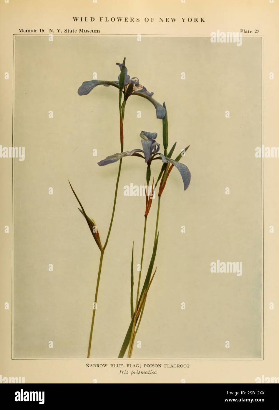 Wildflowers of New York, 1918. New York State, pictorial works ...
