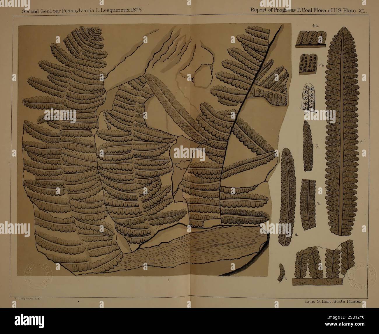 Intricate depictions of different fern leaves hi-res stock photography ...