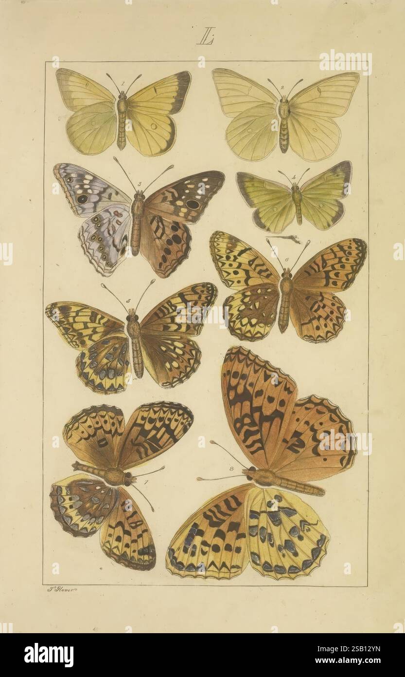 Middle row features four butterflies hi-res stock photography and ...