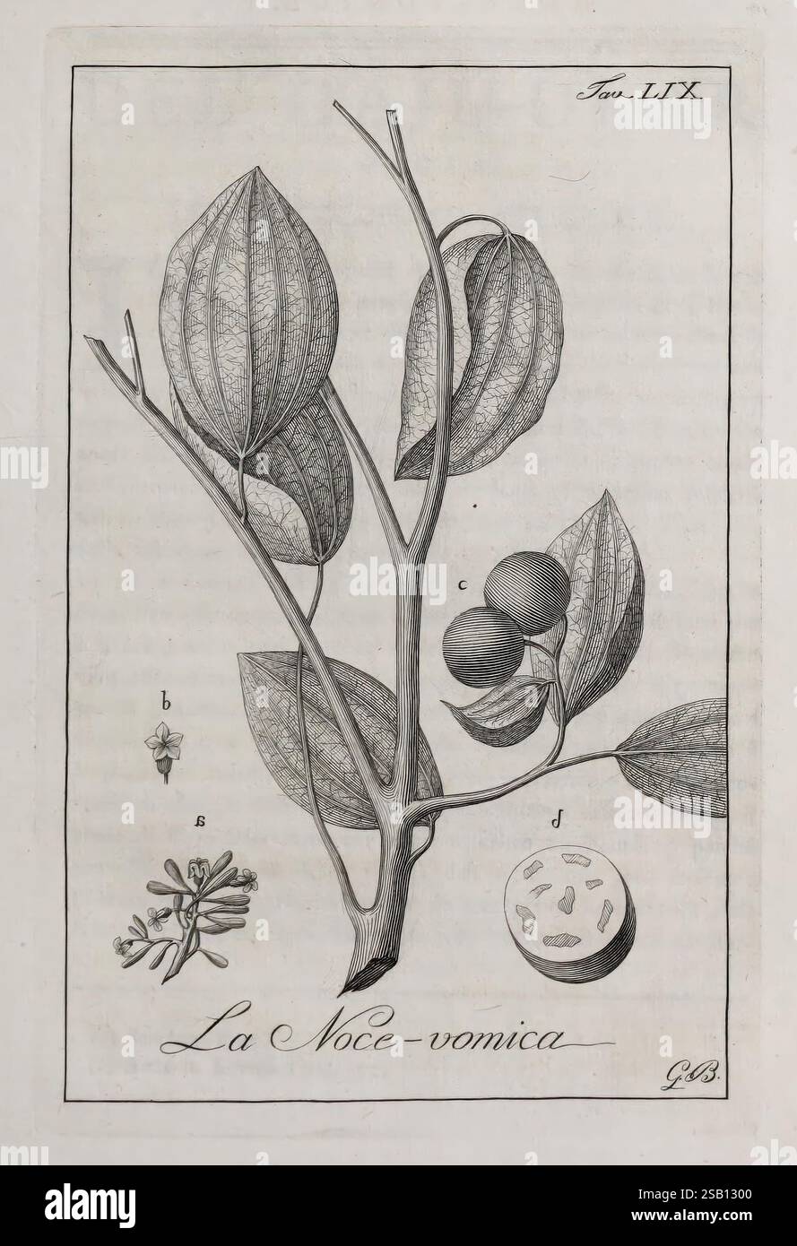 Storia delle piante forastiere le più importanti nell'uso medico od ...