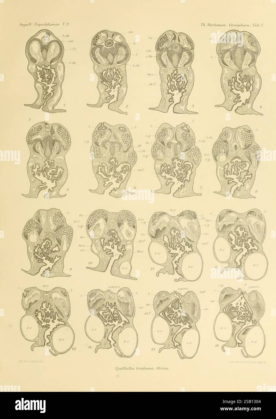 Understanding biological development hi-res stock photography and ...