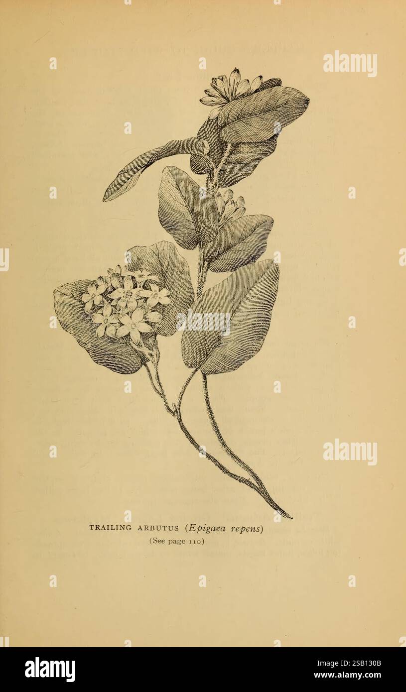 Harper's Guide to Wild Flowers, New York, 1912, United States ...