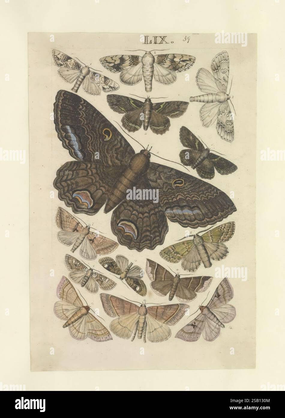 Richly detailed butterfly hi-res stock photography and images - Alamy