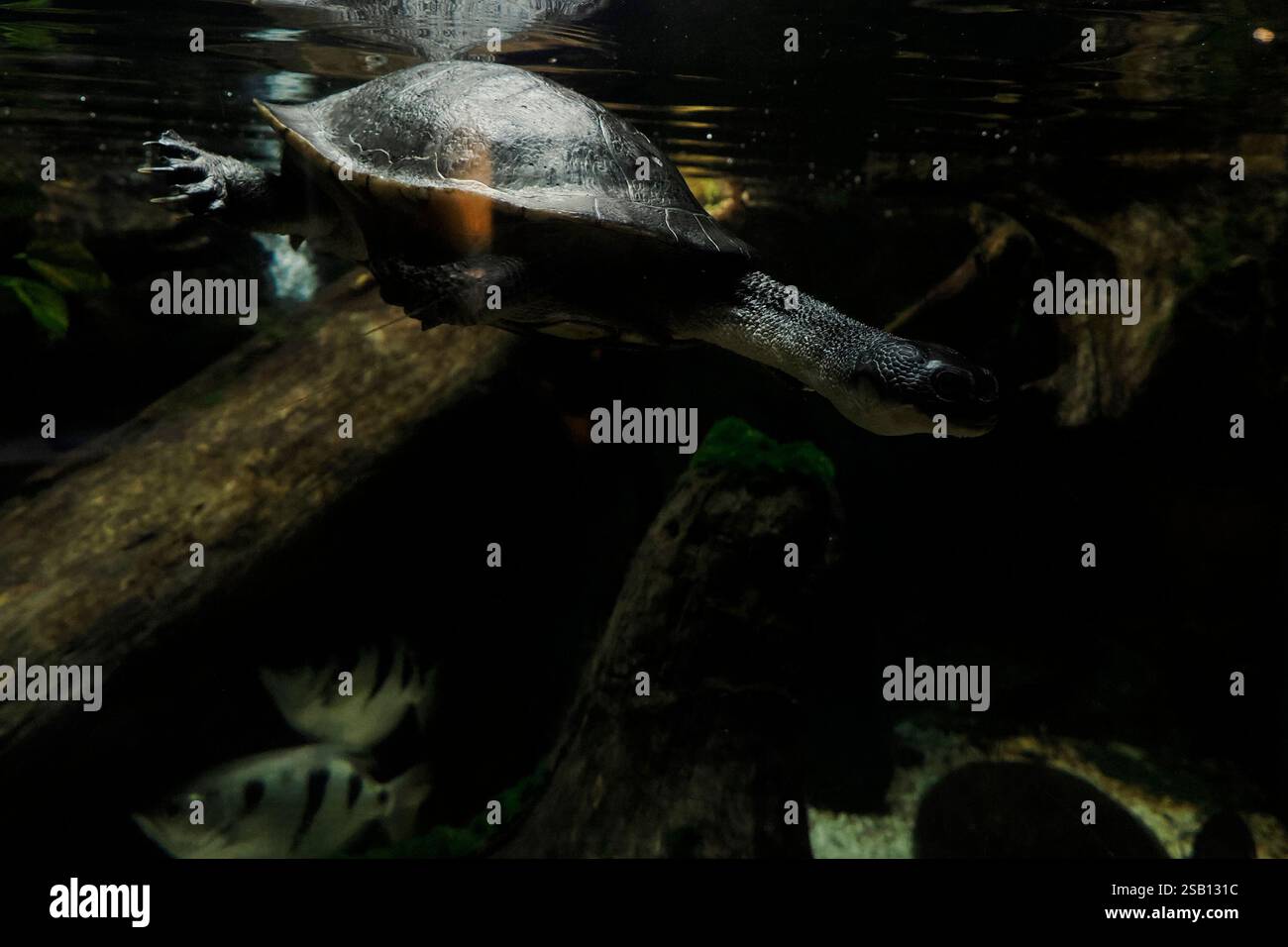 A new guinea snake necked turtle chelodina novae guinaeae underwater ...