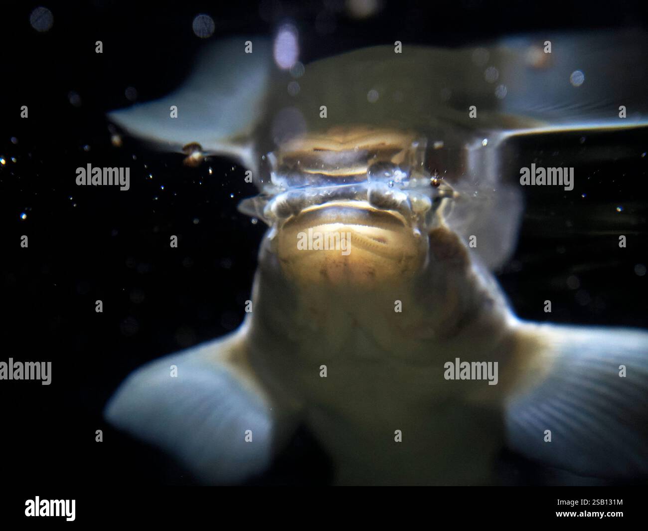 Largescale foureyes anableps anablepsfish portrait close up Stock Photo ...